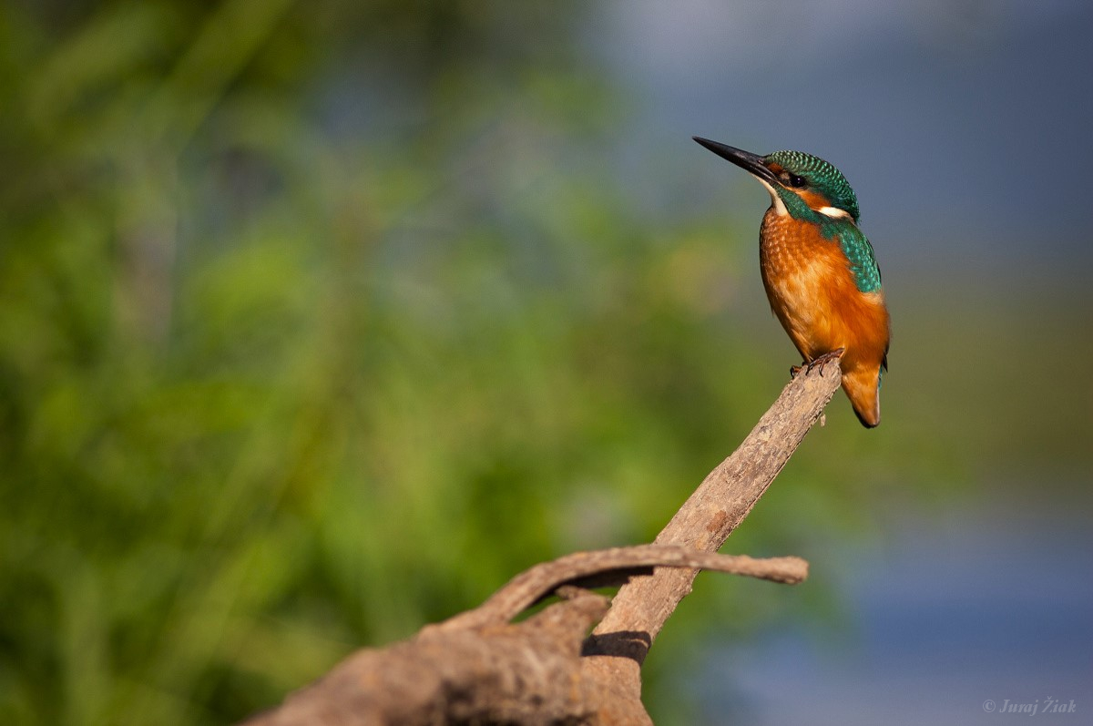 Víkendové čistenie brehov rieky Revúca - NP Veľká Fatra